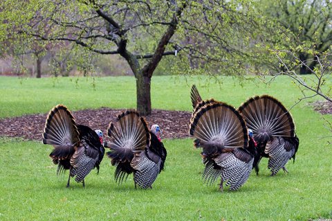 Preparing for Spring Turkey Season - LiveOutdoors