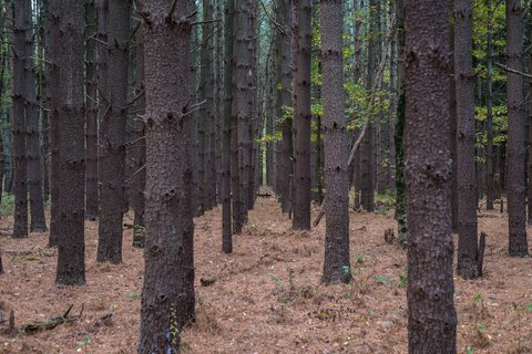 Pine Trees as Survival Food? - LiveOutdoors