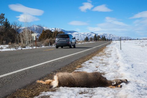 Roadkill, It’s What’s for Dinner - LiveOutdoors
