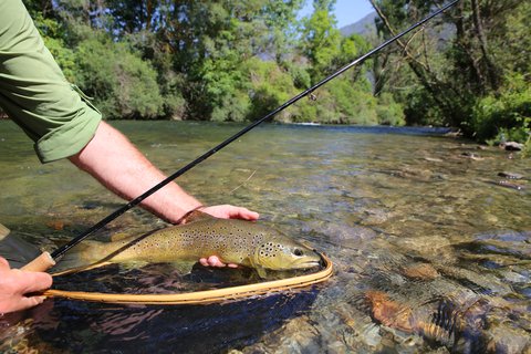 How to Effectively Read a Trout Stream - LiveOutdoors