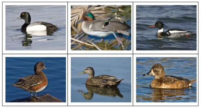 Duck Identification