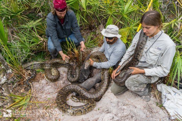 Florida Conservancy Group Removes Full Ton of Burmese Pythons ...