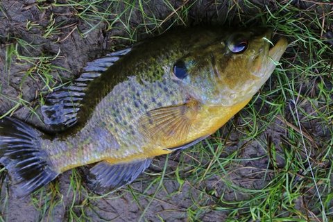 4 Reasons You Should Target Bluegill This Spring - LiveOutdoors