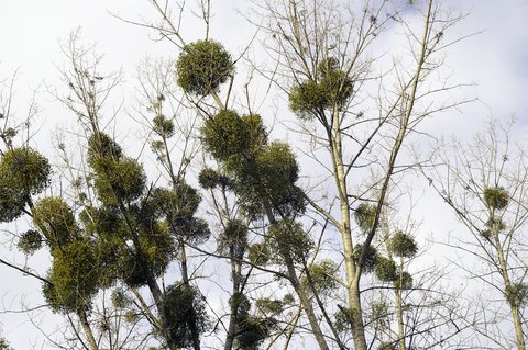 Guide to Poisonous Plants From Irritants to Medicines - LiveOutdoors