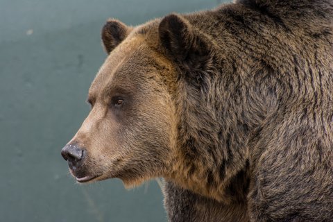 6 Things to Remember When Hiking in Bear Country - LiveOutdoors