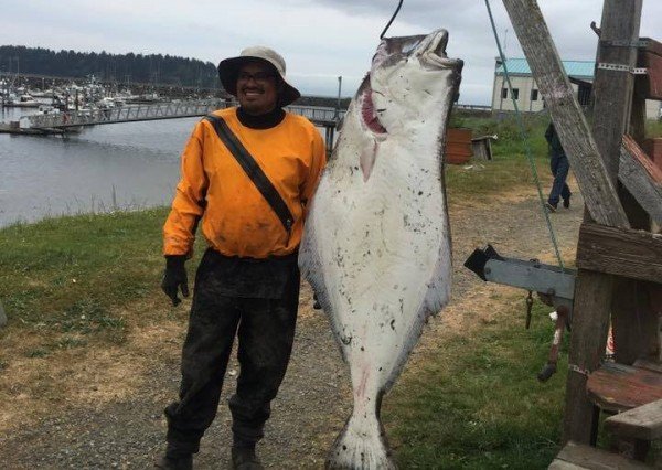 Largest Halibut Caught In Alaska