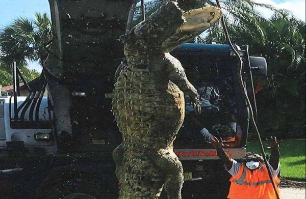 Dead Florida Alligator Pulled From Sewer - LiveOutdoors