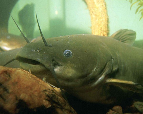 5 Tips for Catching More Bullheads - LiveOutdoors