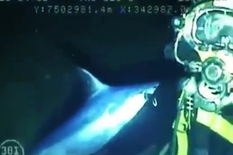 Swordfish Attacks Commercial Scuba Diver - LiveOutdoors