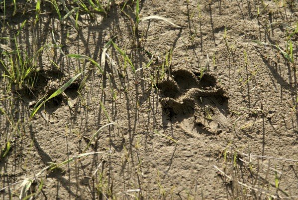 How to Identify a Mountain Lion Track - LiveOutdoors