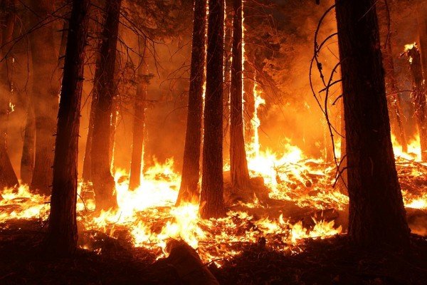 The Positive Effets of Wildfires - LiveOutdoors