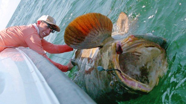 Watch Florida Anglers Land Goliath Groupers With Ease - LiveOutdoors
