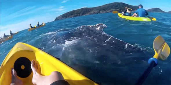 Entangled Humpback Whale Asks Kayakers for Help - LiveOutdoors