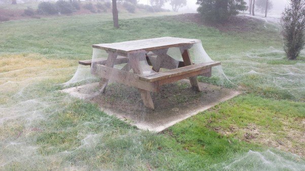 Spider Webs Encompass Entire Park Bench in Australia - LiveOutdoors