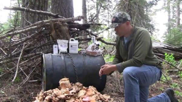 Best Bear Baiting Strategies - LiveOutdoors