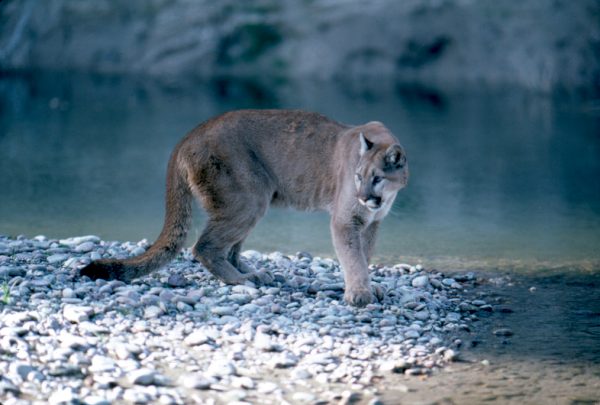 The Most Horrific Mountain Lion Sounds You'll Ever Hear - LiveOutdoors