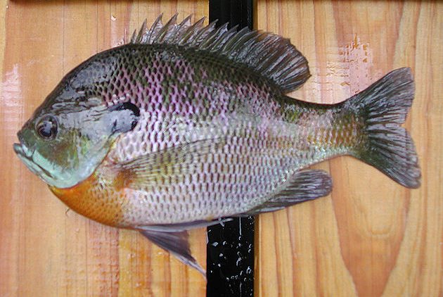 How to Go Deep for Big Fall Bluegills - LiveOutdoors