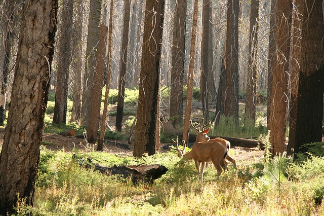 6 Unique California Deer Species - LiveOutdoors