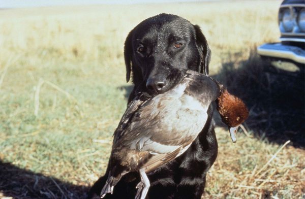 All-Time Best Hunting Dog Breeds - LiveOutdoors