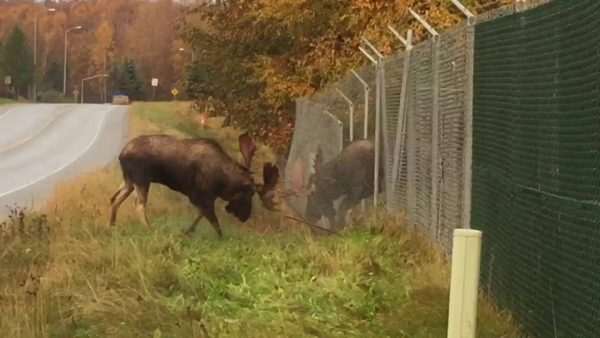 Two Moose Battle Between Chain Link Fence - LiveOutdoors