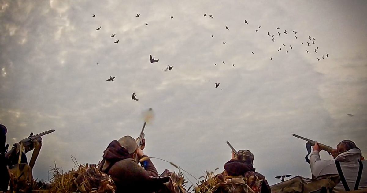 How to Follow the Duck Migration Across America - LiveOutdoors