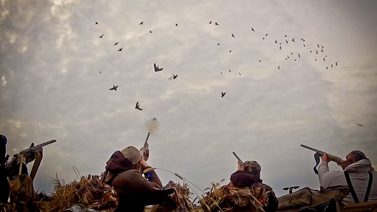 How to Follow the Duck Migration Across America - LiveOutdoors