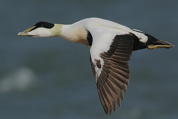 How to Follow the Duck Migration Across America - LiveOutdoors