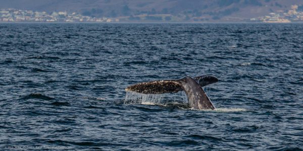 Best Way to Experience the Pacific Whale Migration - LiveOutdoors