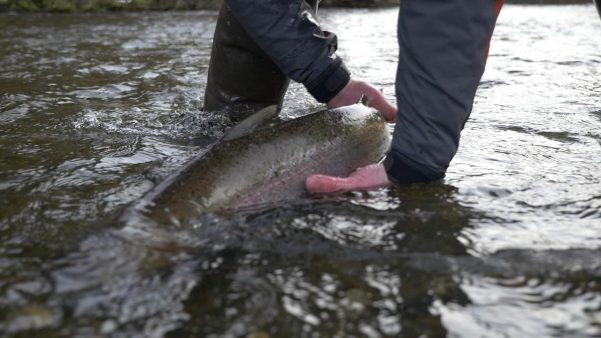 4 Must-Have Gear for Winter Steelhead - LiveOutdoors