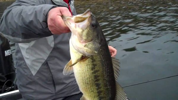 4 Tips to Master the Float n' Fly Rig - LiveOutdoors