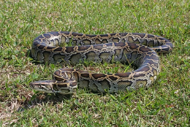 How Snake Trackers From India Handle Florida Pythons - LiveOutdoors