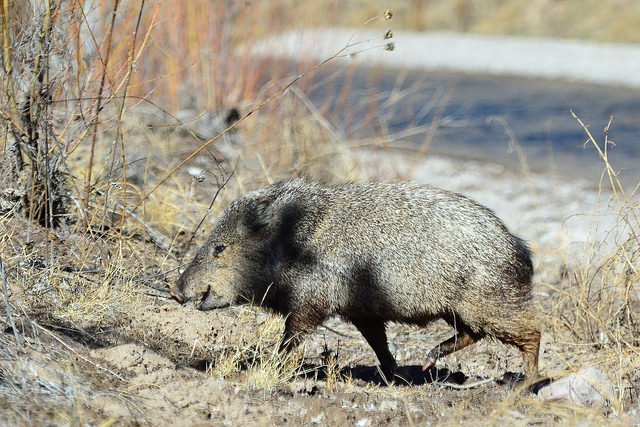 7 Things to Know about Hunting Javelina - LiveOutdoors