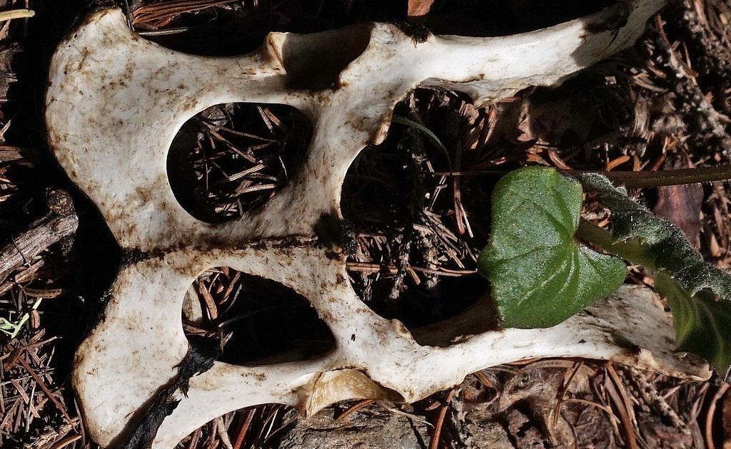 4 Ways to Clean Bones and Breakdown Flesh - LiveOutdoors