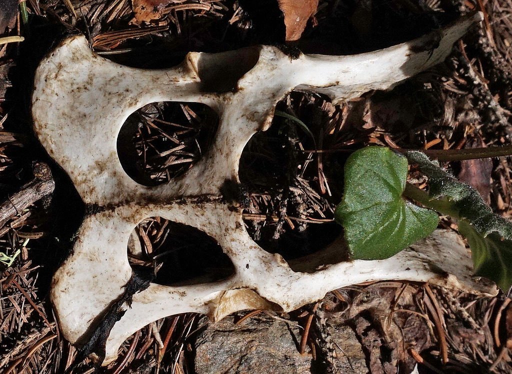 4 Ways to Clean Bones and Breakdown Flesh - LiveOutdoors